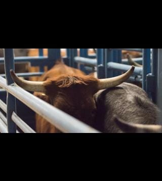 2014 Wrangler NFR Day 7 | The Official NFR Experience